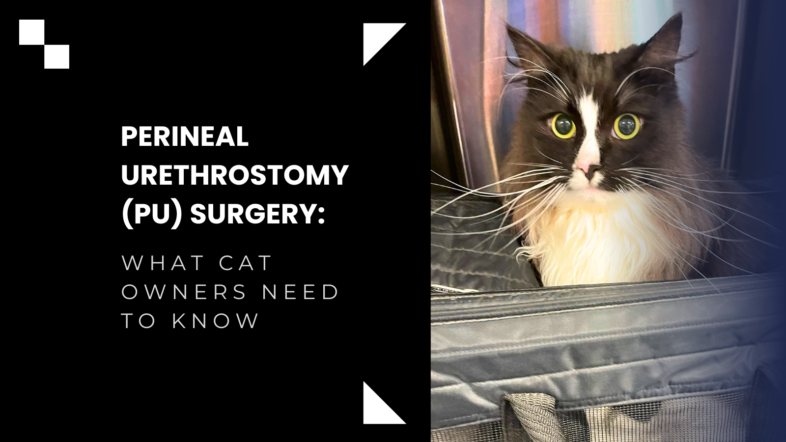 Perineal Urethrostomy (PU) Surgery: What Cat Owners Need to Know - Ace ...